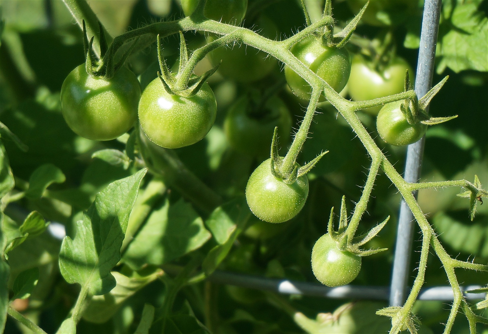 Réussir ses plants de tomates : Nos conseils - Danzine